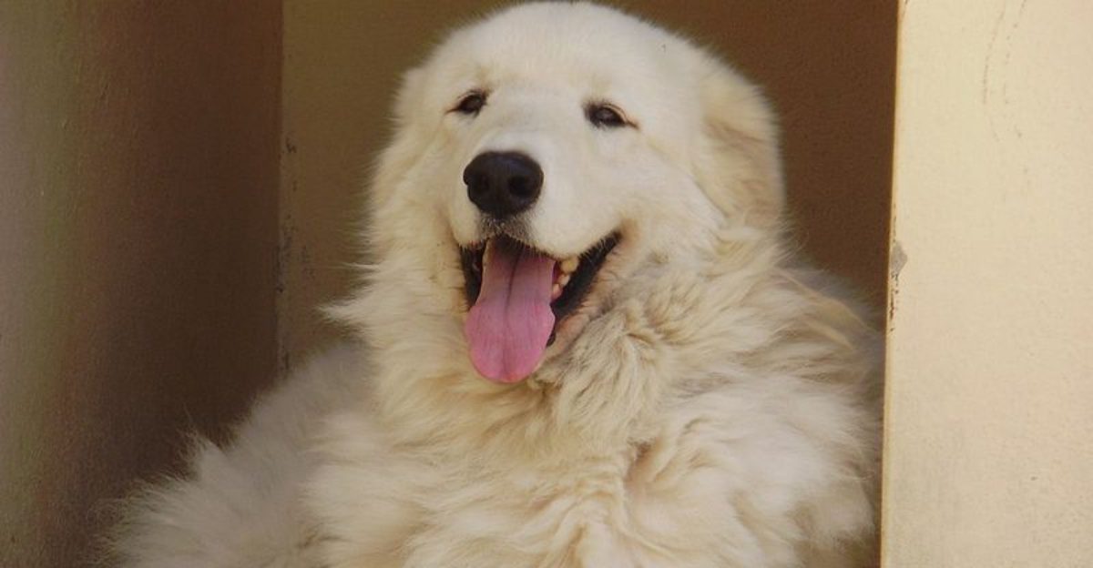 12 loyal dog breeds that become more protective as the bond grows stronger