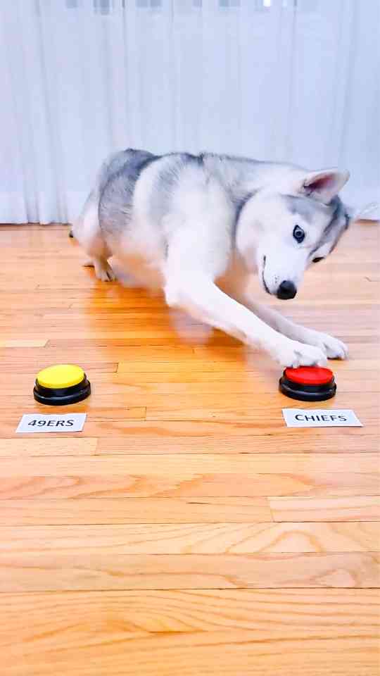 Dog uses talking buttons to make a Super Bowl prediction (2024)