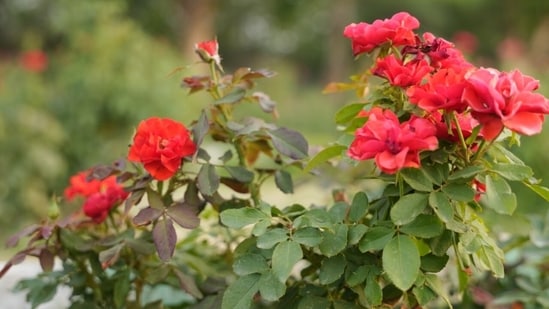 Lucknow’s rose garden defies 40°C heatwave to bloom in style