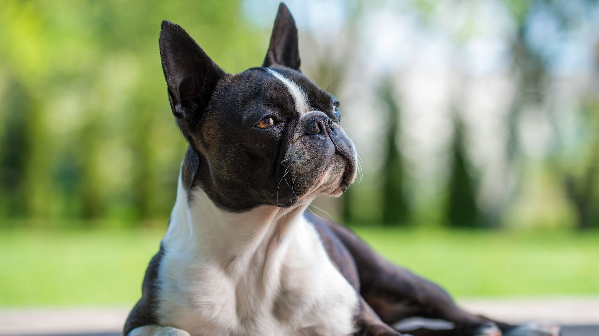 Brachycephalic animal breeds