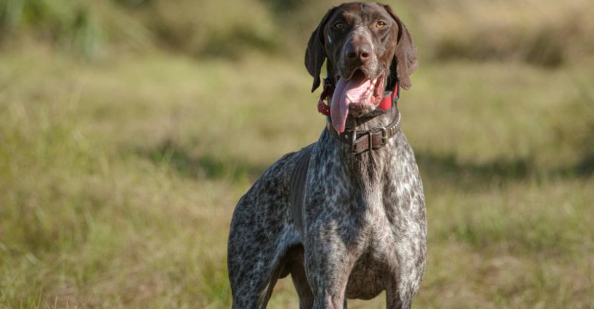 8 high-energy breeds that resist naps, plus 5 that could sleep through ...