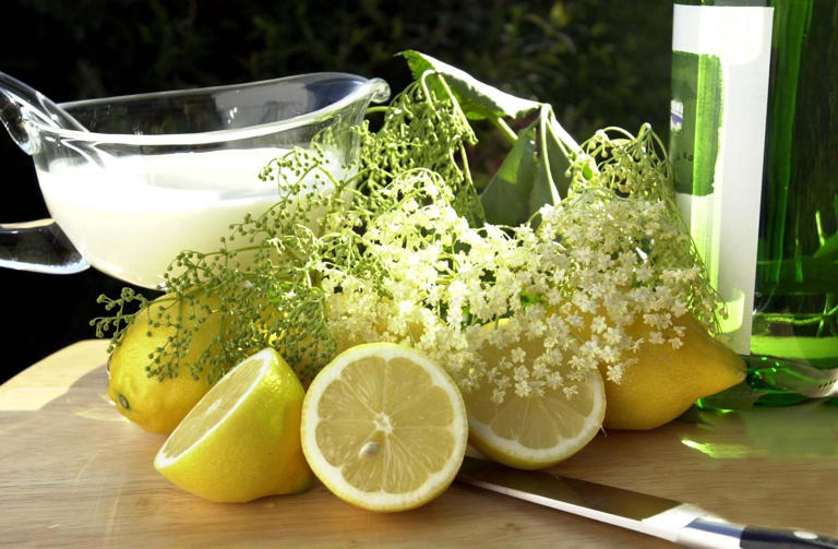 You can see the lacy, cream flowers of elderflower everywhere in hedgerows