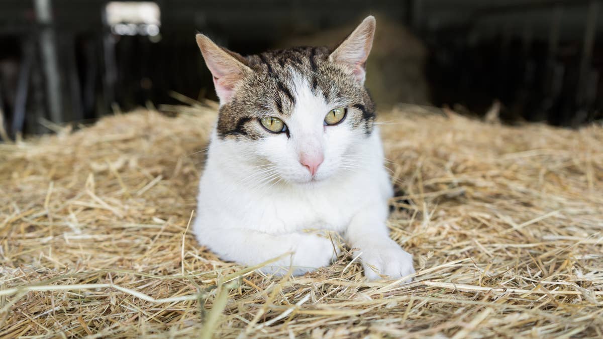 Cat's unbelievable transformation 3 months after a barn fire is nothing ...