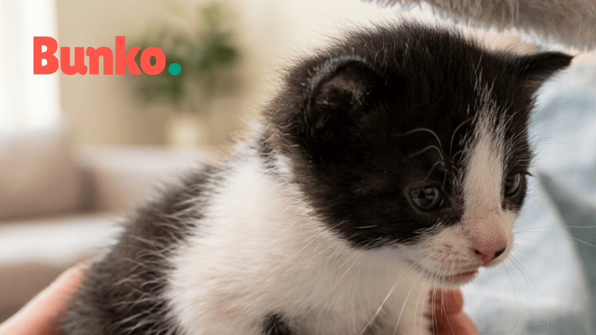 Chihiro: A tiny kitten abandoned in a box ended up changing her rescuer ...