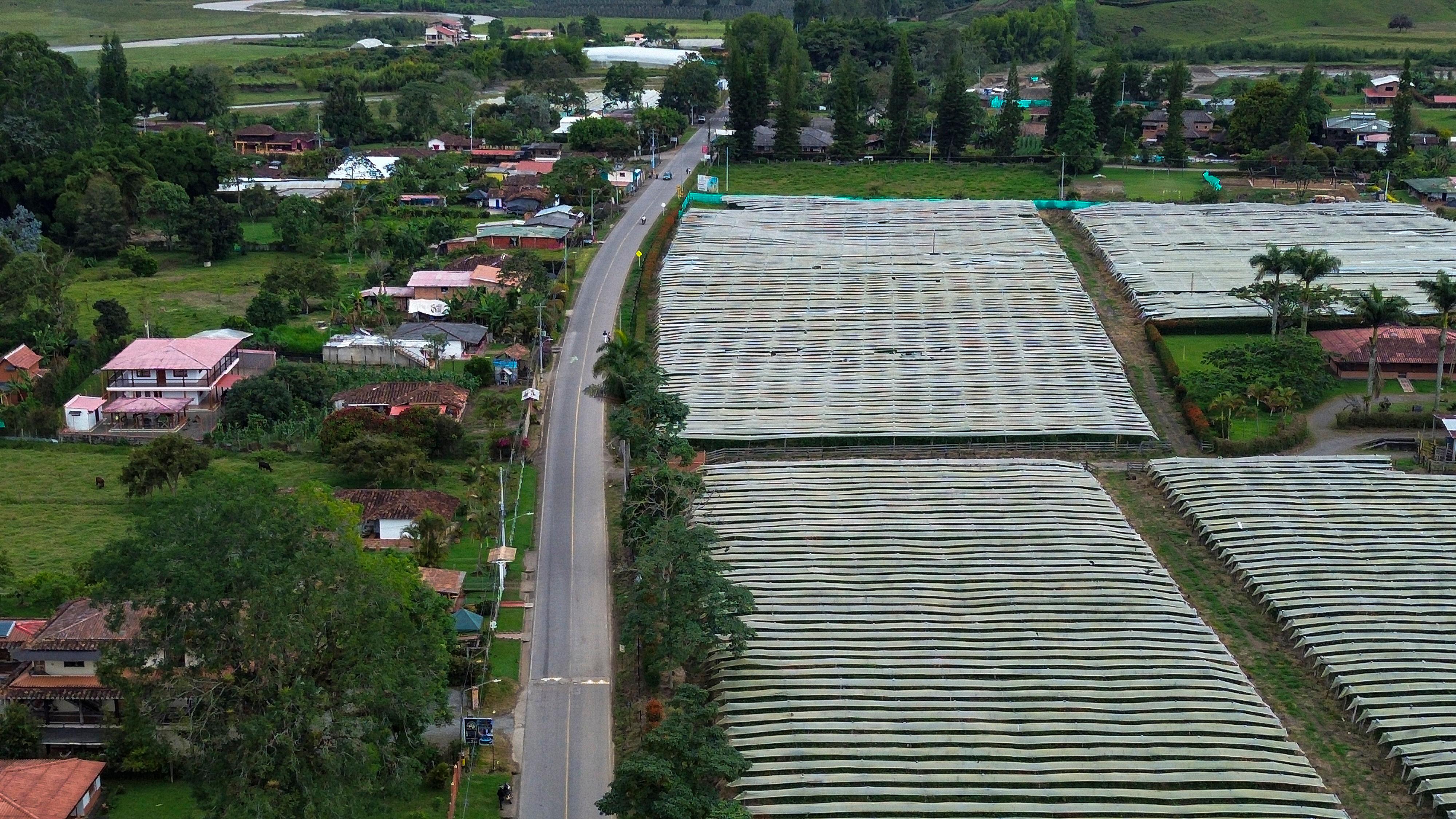 El agridulce boom del aguacate Hass: cómo el “oro verde” transformó la ...