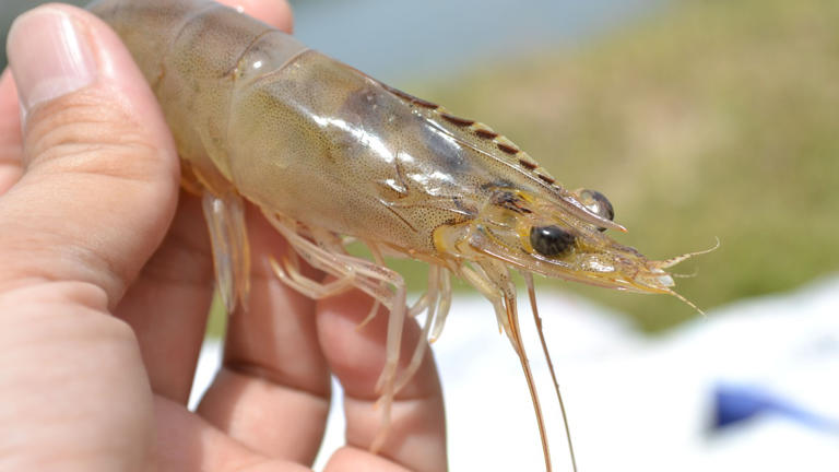 A shrimp carries its heart inside its head
