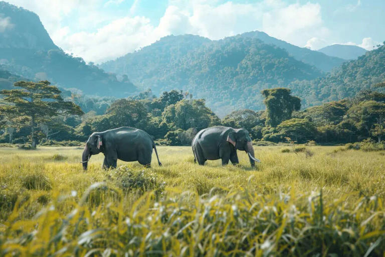 5 best wildlife parks that stay open in July
