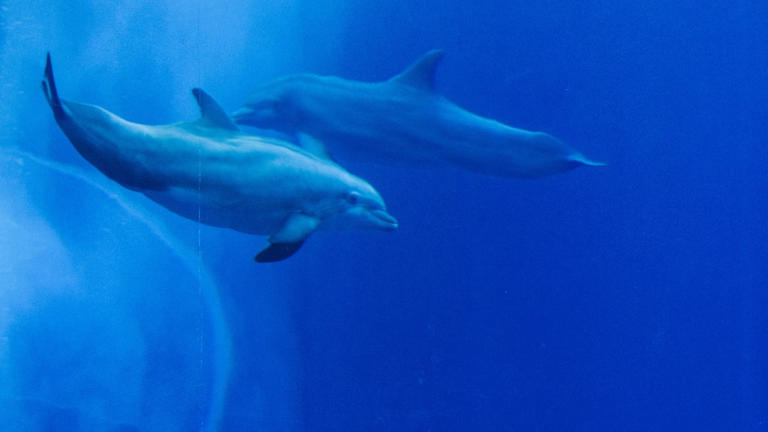 Dolphins call each other by signature-whistle names