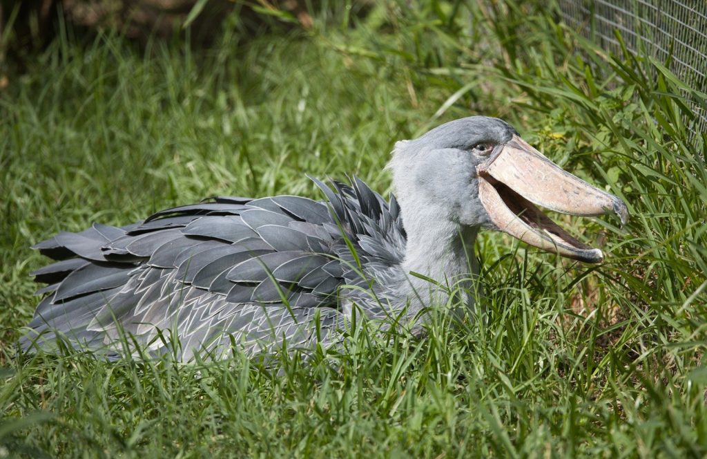 Giant bird with a shoe-shaped beak can even hunt crocodiles