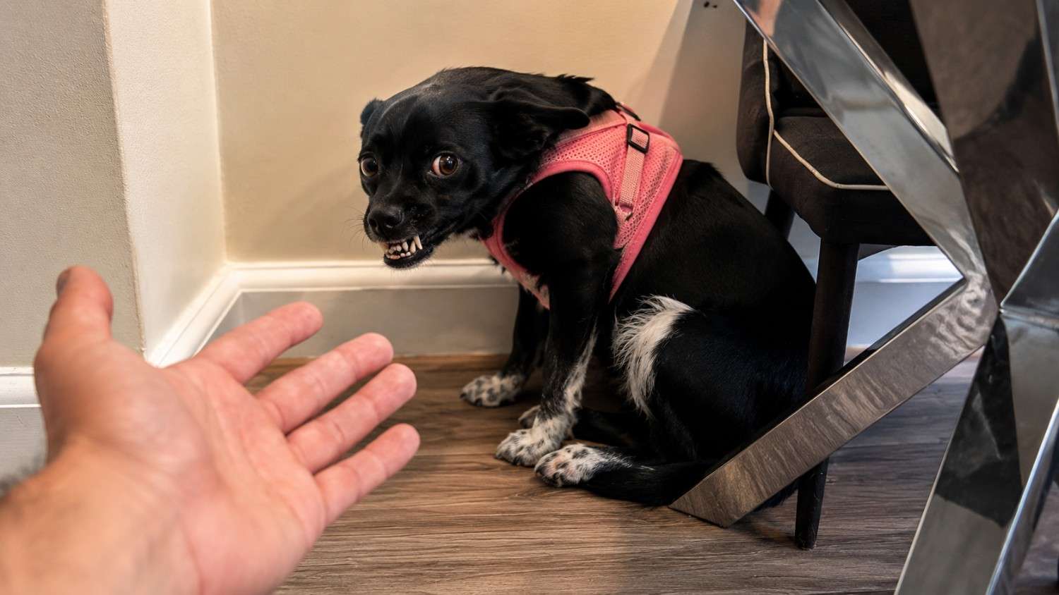 A scared rescue dog could not accept love yet