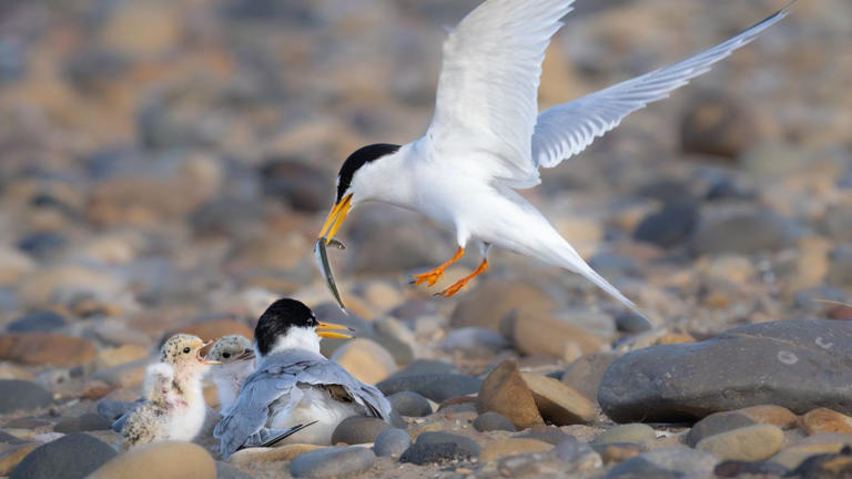 Fears dogs to blame for drop in little tern numbers