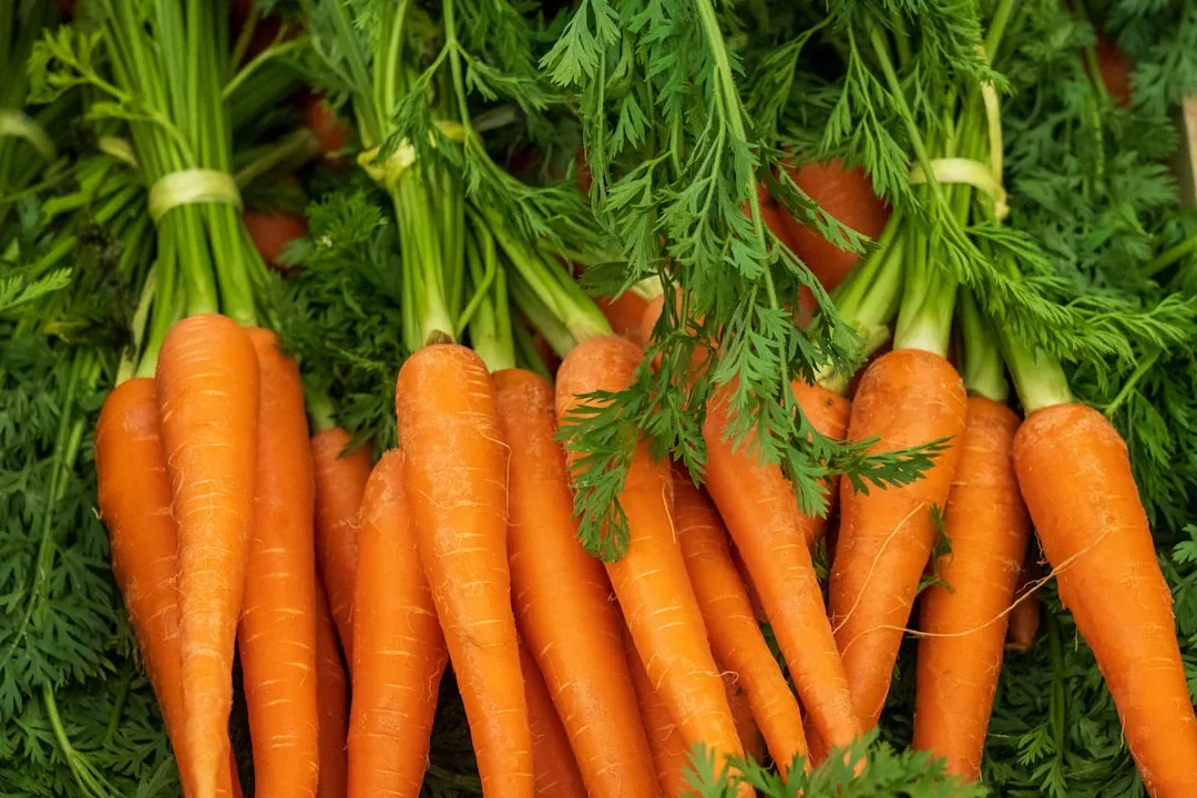 The potato paradox: Understanding the high water content of root vegetables