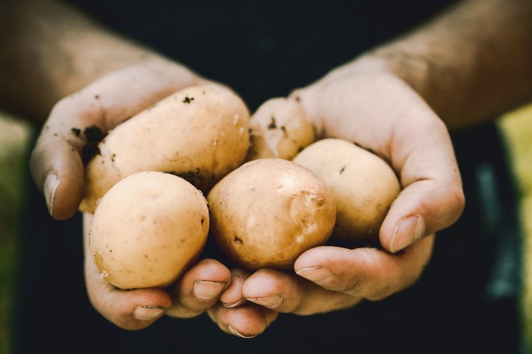 The potato paradox: Understanding the high water content of root vegetables