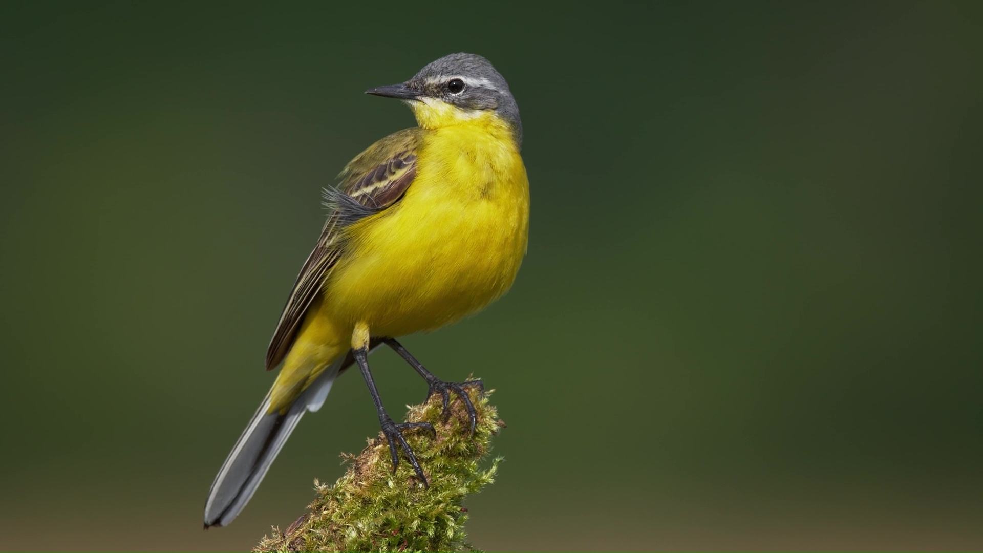 How a western yellow wagtail tracks hidden prey