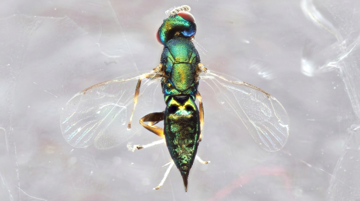 Scientists found a wasp that controls other wasps like puppets, and the ...