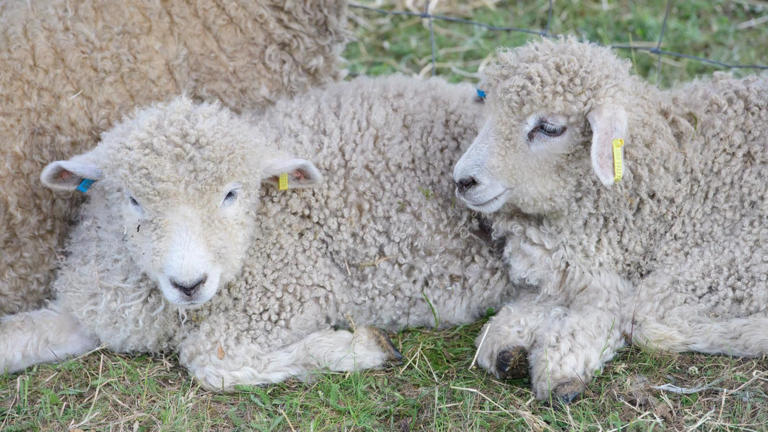 Celebrity farmers among county show attractions