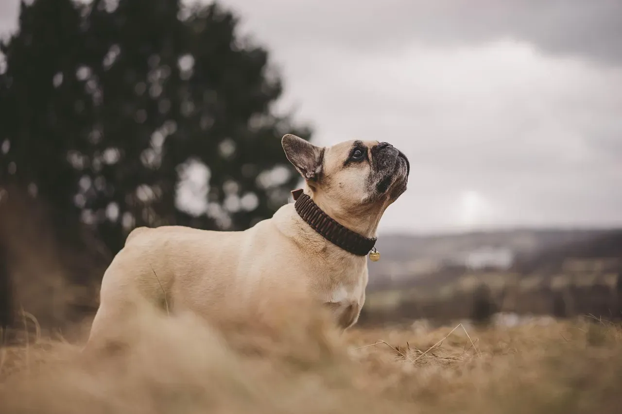 10 popular dog breeds vets dread seeing walk through their door