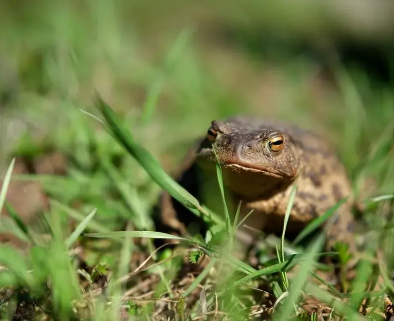 How to build a simple toad abode to keep natural pest controllers in ...