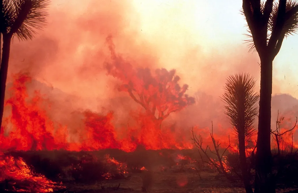 Why controlled burns are becoming our best weapon against massive wildfires
