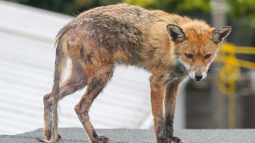 Viral animal moments blend humor, heart and conservation themes
