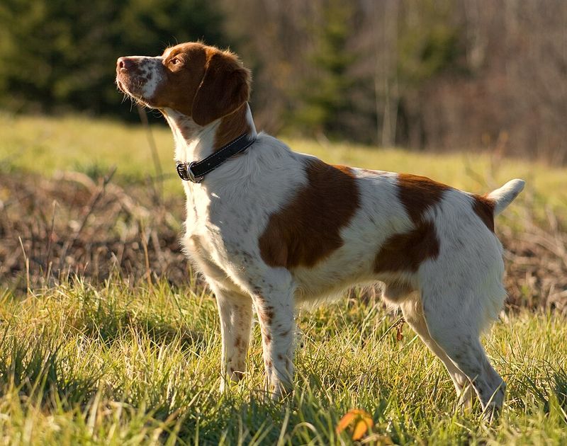 10 great camping dog breeds, plus 2 that prefer the sofa
