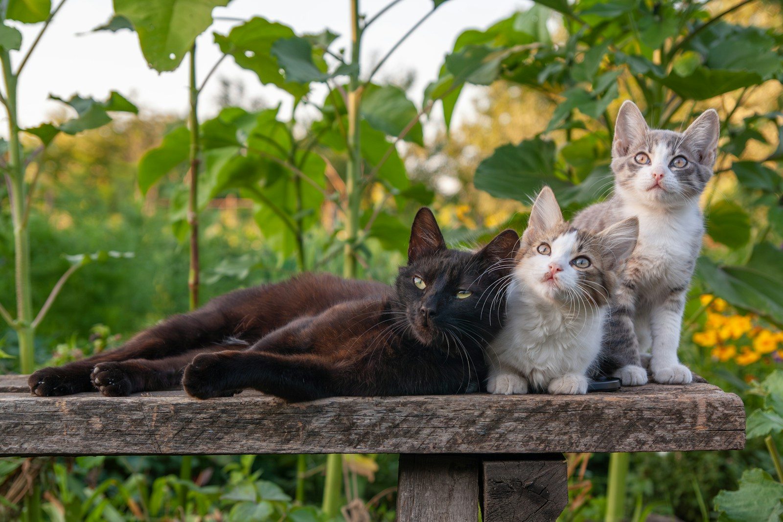 Three cats die in California house fire as emergency crews respond to ...