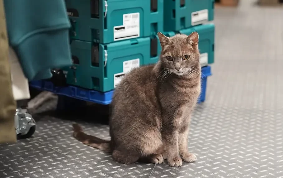 Why your cat is obsessed with boxes
