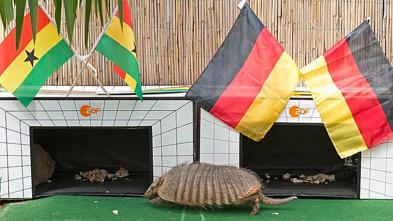 Anteater prediction: how World Cup oracle Taio tips Germany's opening match