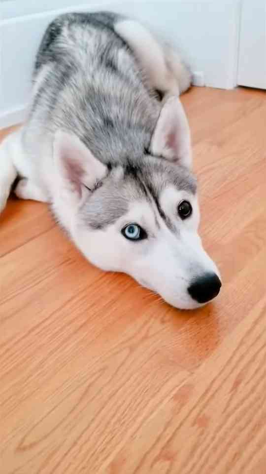 Husky is not happy when I tell her I didn't buy her bacon