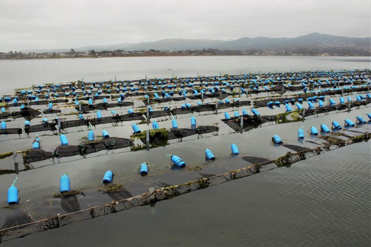 California is making strides addressing global ocean acidification ...