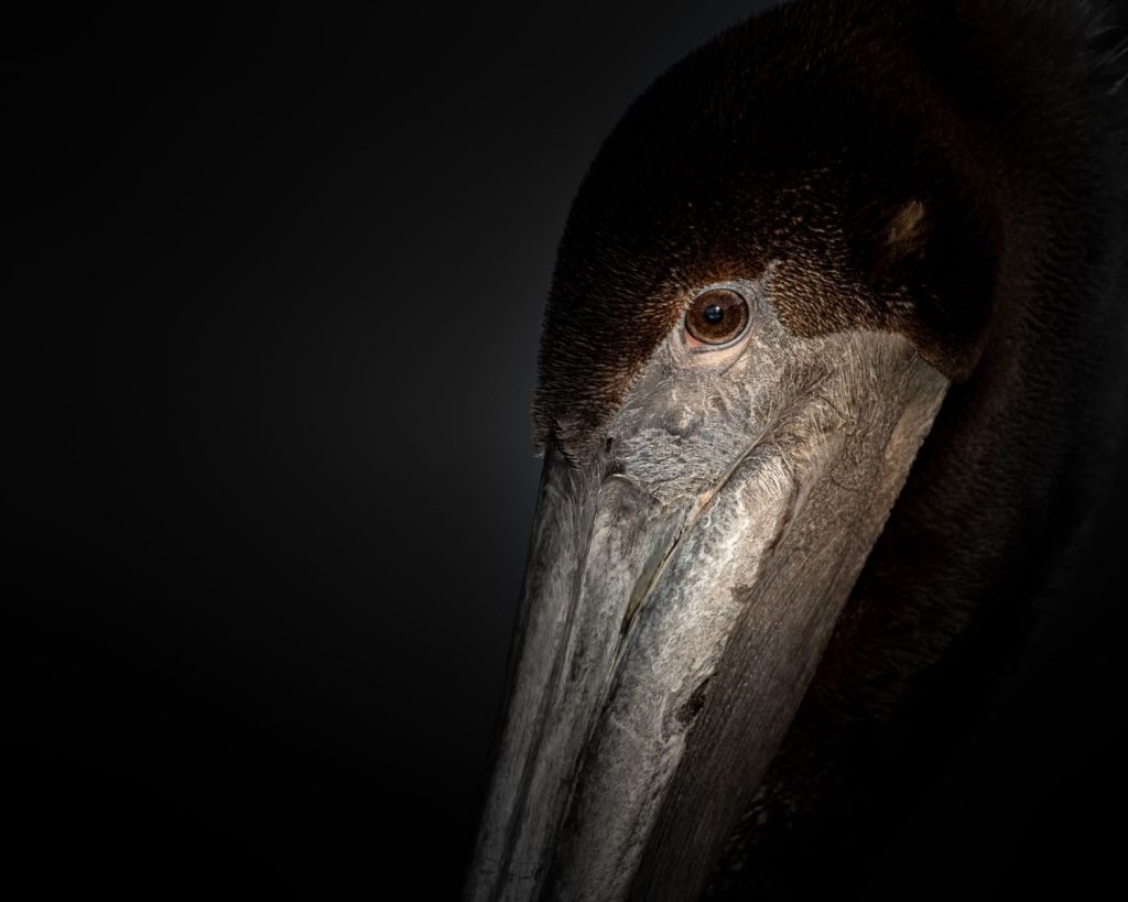 Giant bird with a shoe-shaped beak can even hunt crocodiles