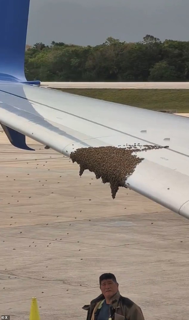 United Airlines flight bound for LAX is delayed over huge swarm of bees