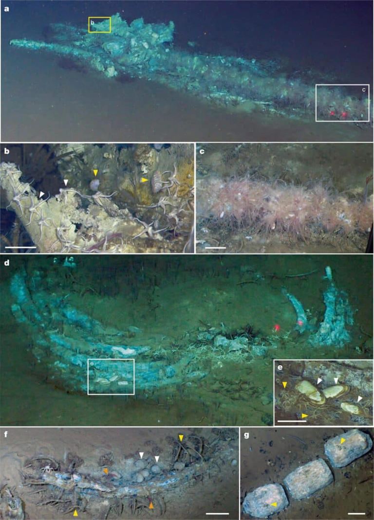 Scientists sent a submersible 23,000 feet below the Indian Ocean’s ...