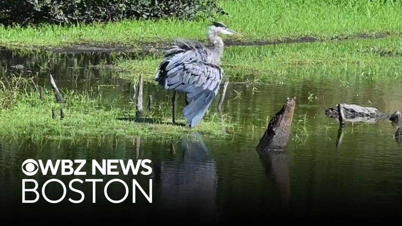 Rhode Island bird sanctuary spans over 300 acres