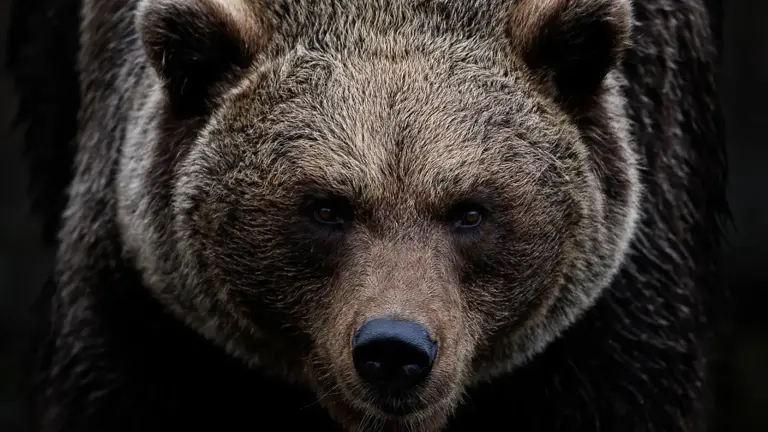 Observan un oso pardo corriendo por la carretera NA-140, en Navarra