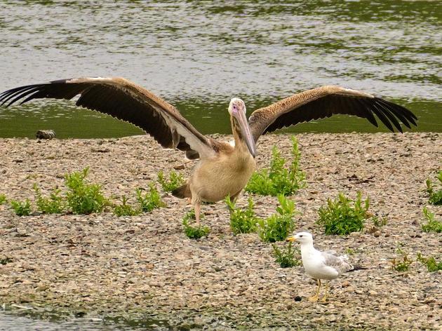 Pelikan im Leinepolder gesichtet – BUND bittet um Meldungen