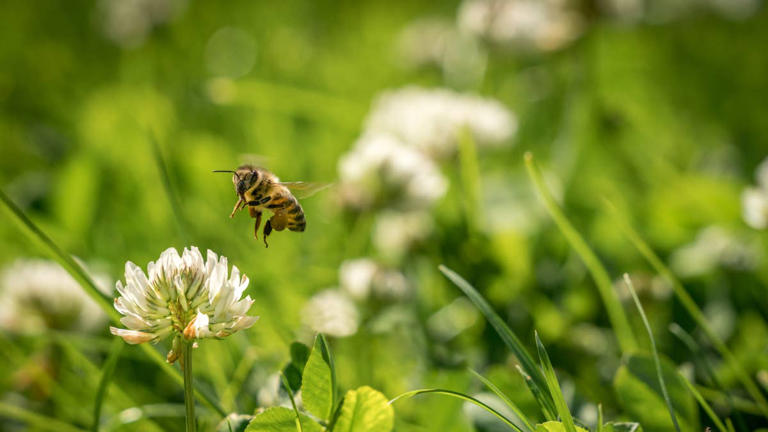 Stop pulling this weed from your lawn