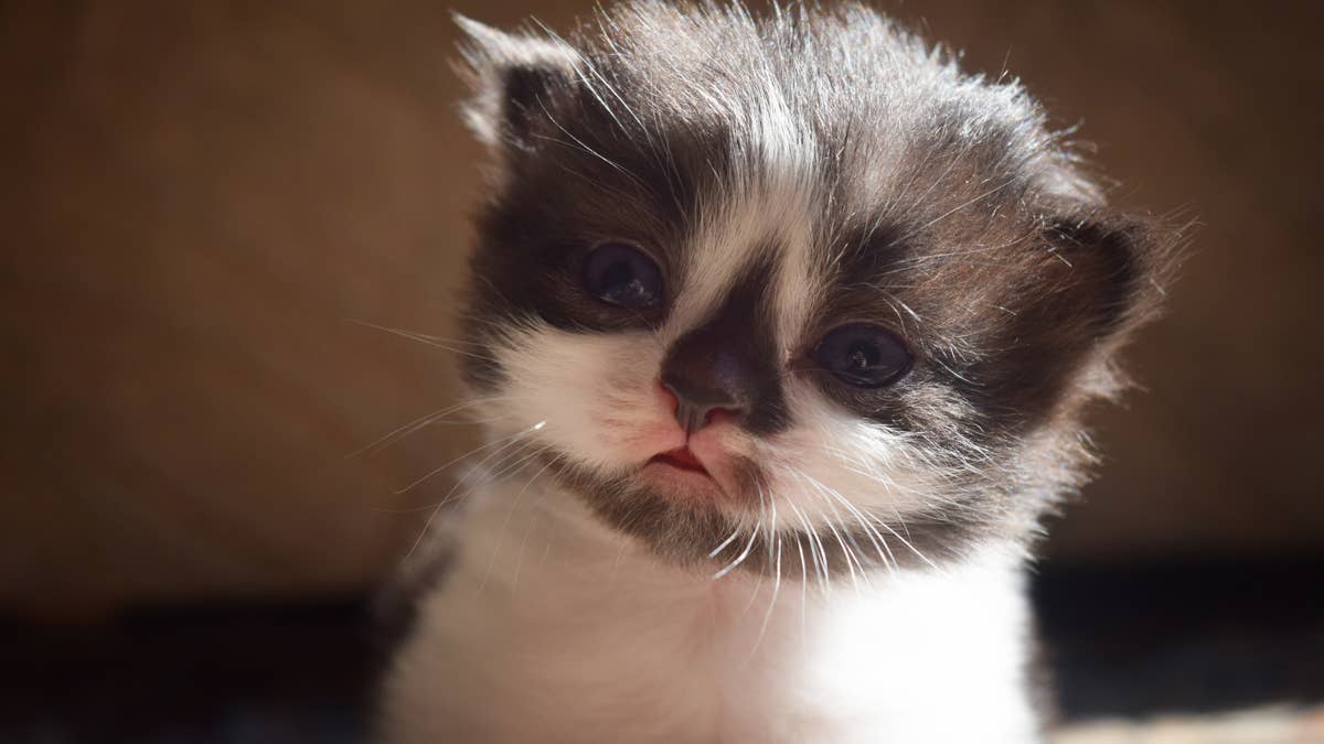 This rare dwarf rescue kitten has the sleepiest face you've ever seen