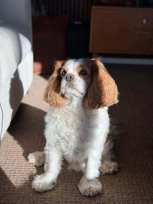Warning issued after dog tests positive for meth exposure in San Diego