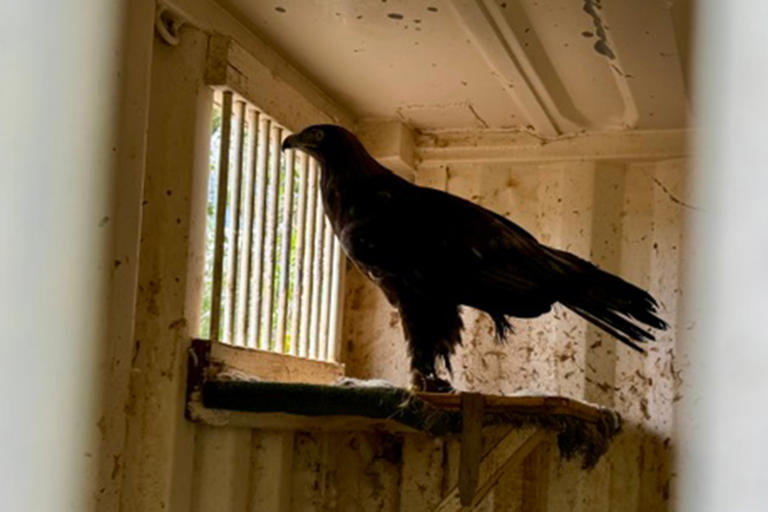Meet Utah’s ‘Eagle Man’ and Scout, his golden eagle best friend