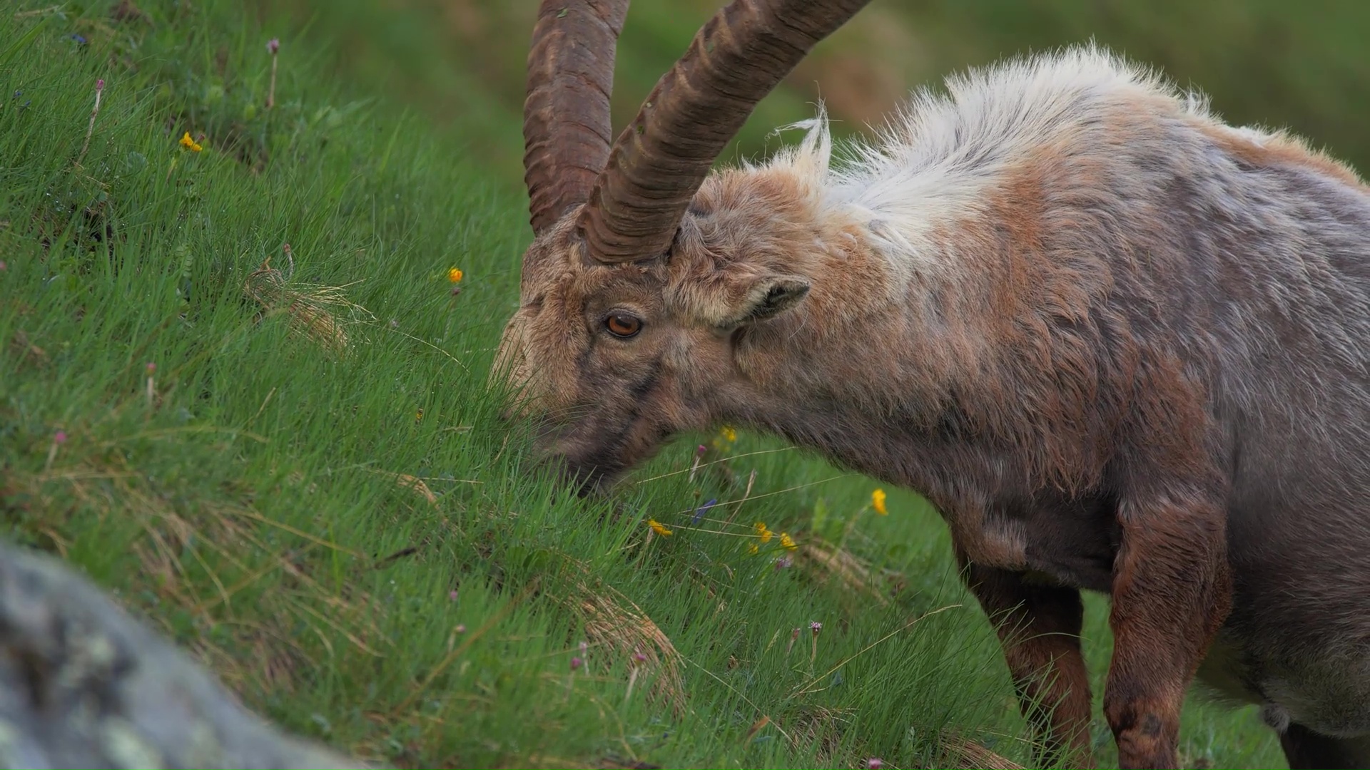 Rare look at alpine ibex life in the wild