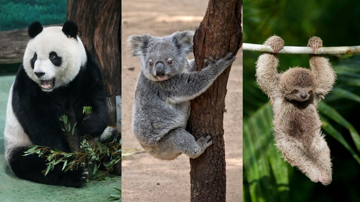 5 dumbest animals in the world and how they defy evolution