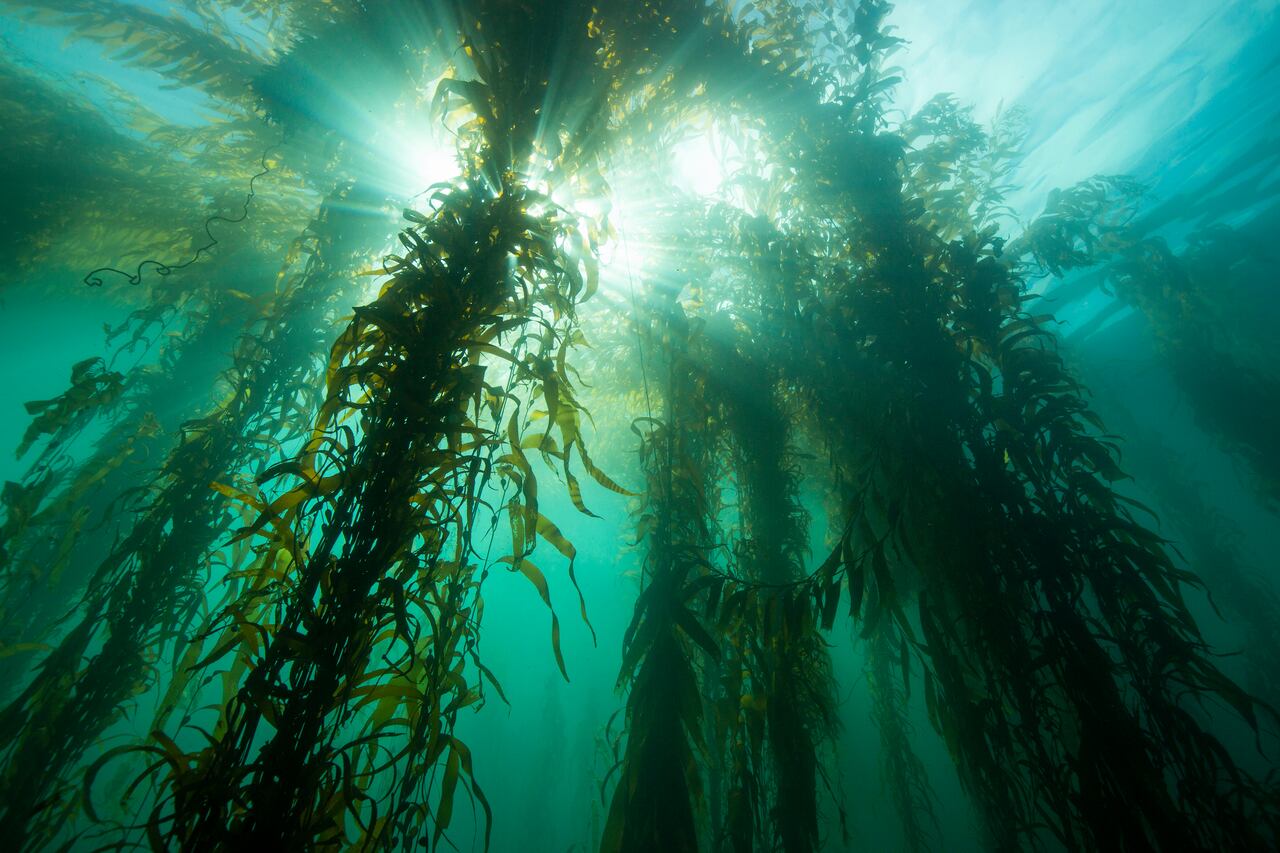 Kelp forests once covered part of the northern Salish Sea, UVic study finds