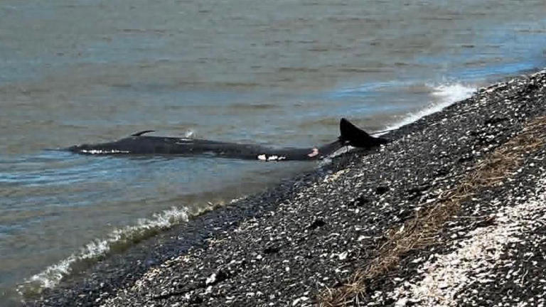 Warning as 'rare' whale washes up on beach