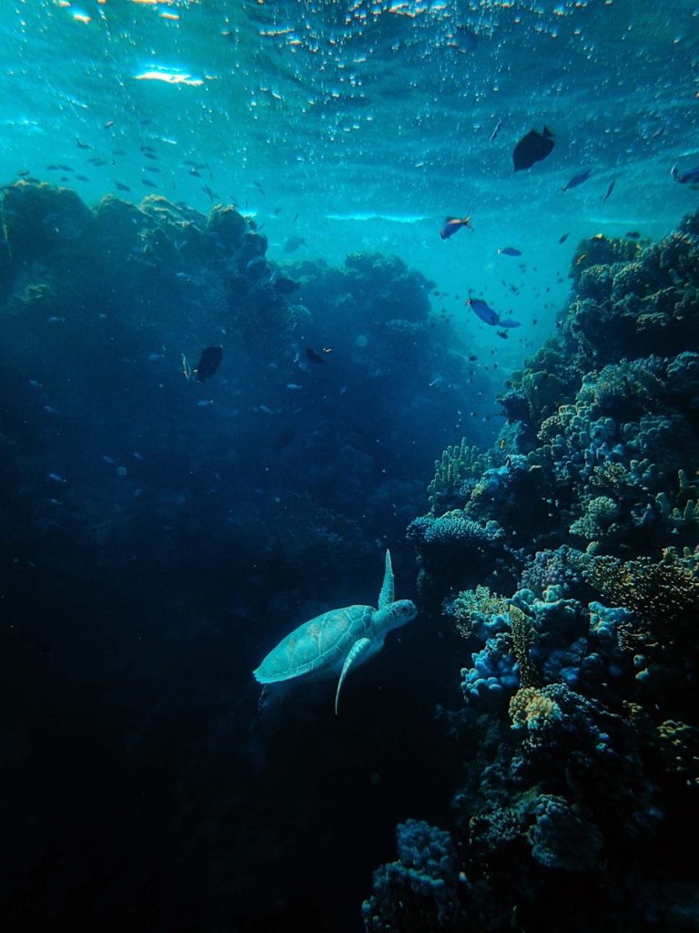 Why scientists are racing to name deep-sea life before it is disturbed