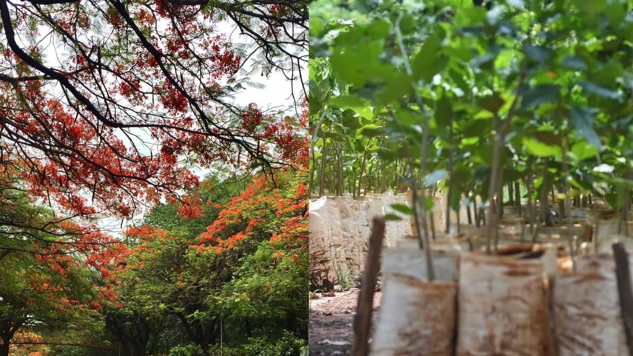 Bengaluru: Preparations underway to plant 1 lakh trees; corporations ...