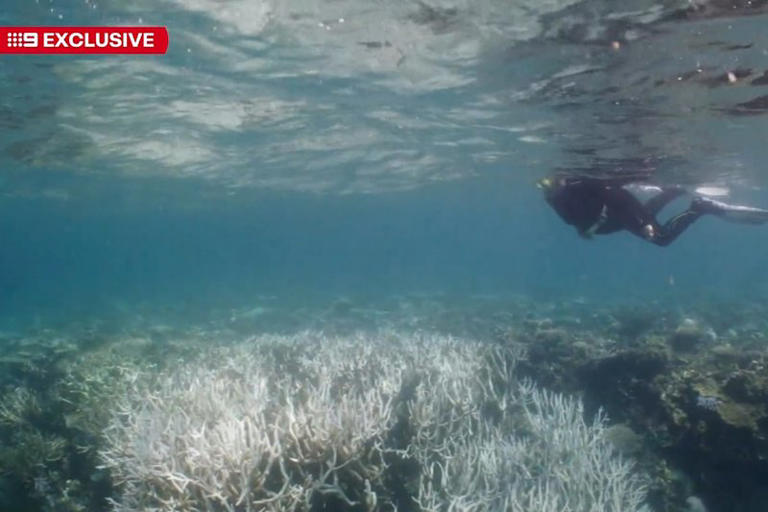 Multimillion-dollar funding boost to save the Great Barrier Reef