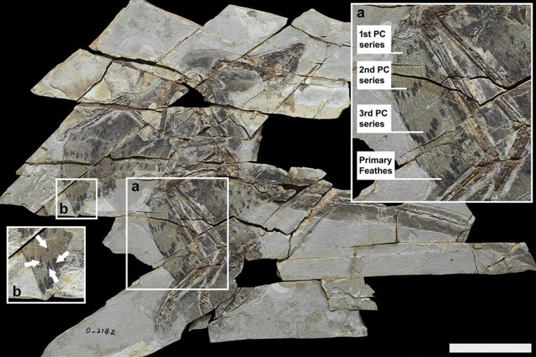Exceptionally well-preserved 160-million-year-old fossil feathers ...