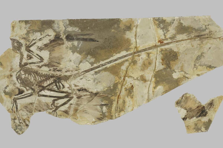 Exceptionally well-preserved 160-million-year-old fossil feathers ...