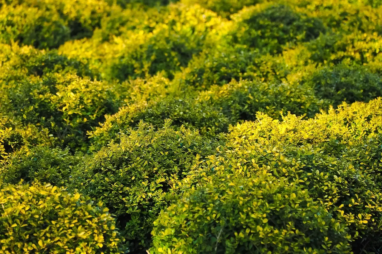 7 low-maintenance garden choices that always look more expensive than ...